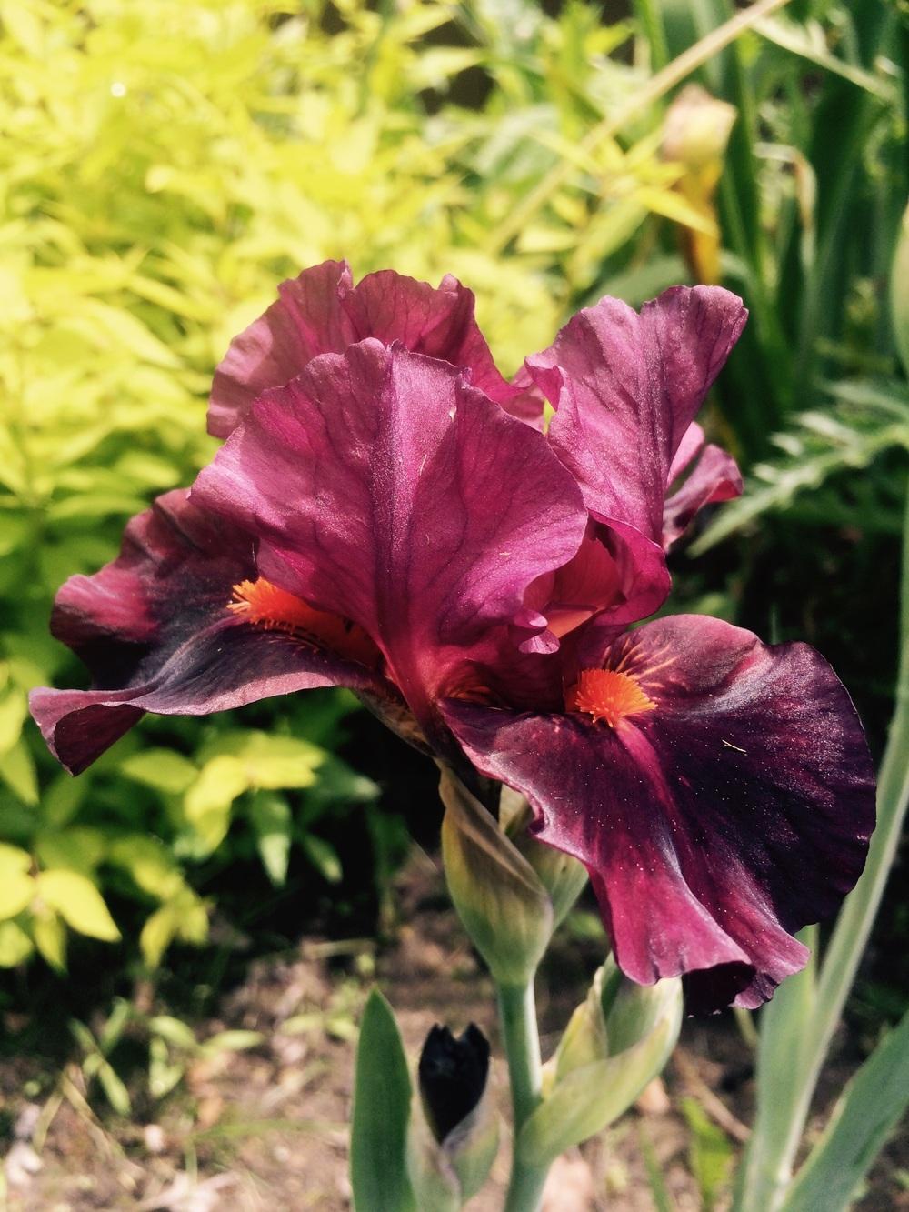 Photo of the bloom of Intermediate Bearded Iris (Iris 'Ruby Slippers ...