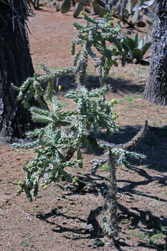 Photo of the entire plant of Tree Cholla (Cylindropuntia imbricata ...