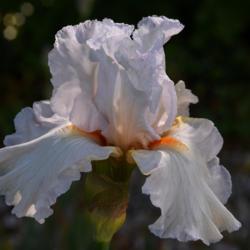 Tall Bearded Iris (Iris 'Bride's Blush') in the Irises Database ...