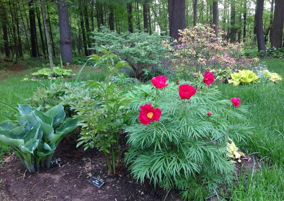 Photo of the entire plant of Hybrid Fern Leaf Peony (Paeonia 'Little ...
