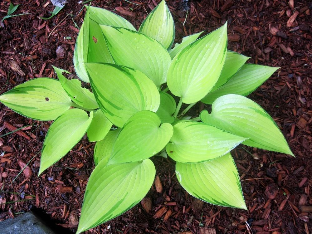 Photo of the entire plant of Hosta 'June Fever' posted by robertduval14 ...