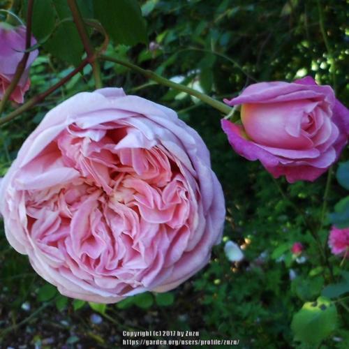 Tea Rose (Rosa 'Mrs. B. R. Cant') in the Roses Database - Garden.org