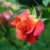 Roses: Plant Care and Collection of Varieties - Garden.org