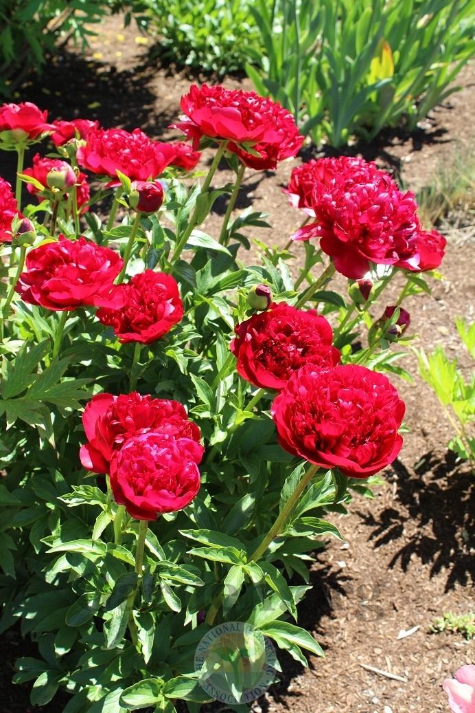 Photo of the entire plant of Peony (Paeonia 'Christmas Velvet') posted ...