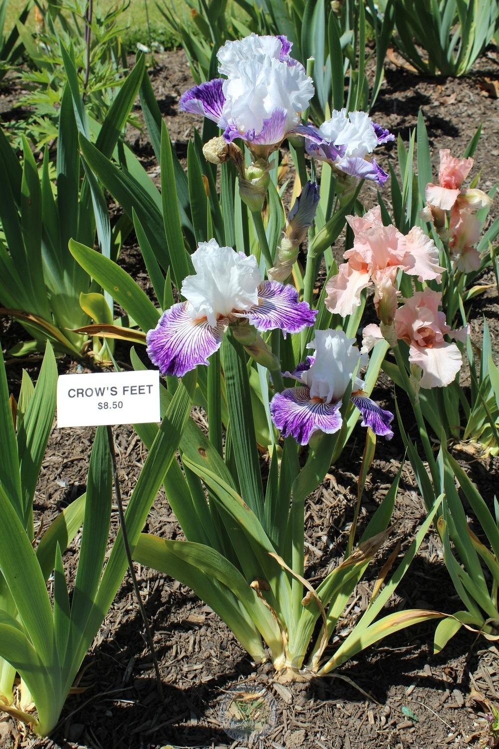 Photo of the entire plant of Border Bearded Iris (Iris 'Crow's Feet ...