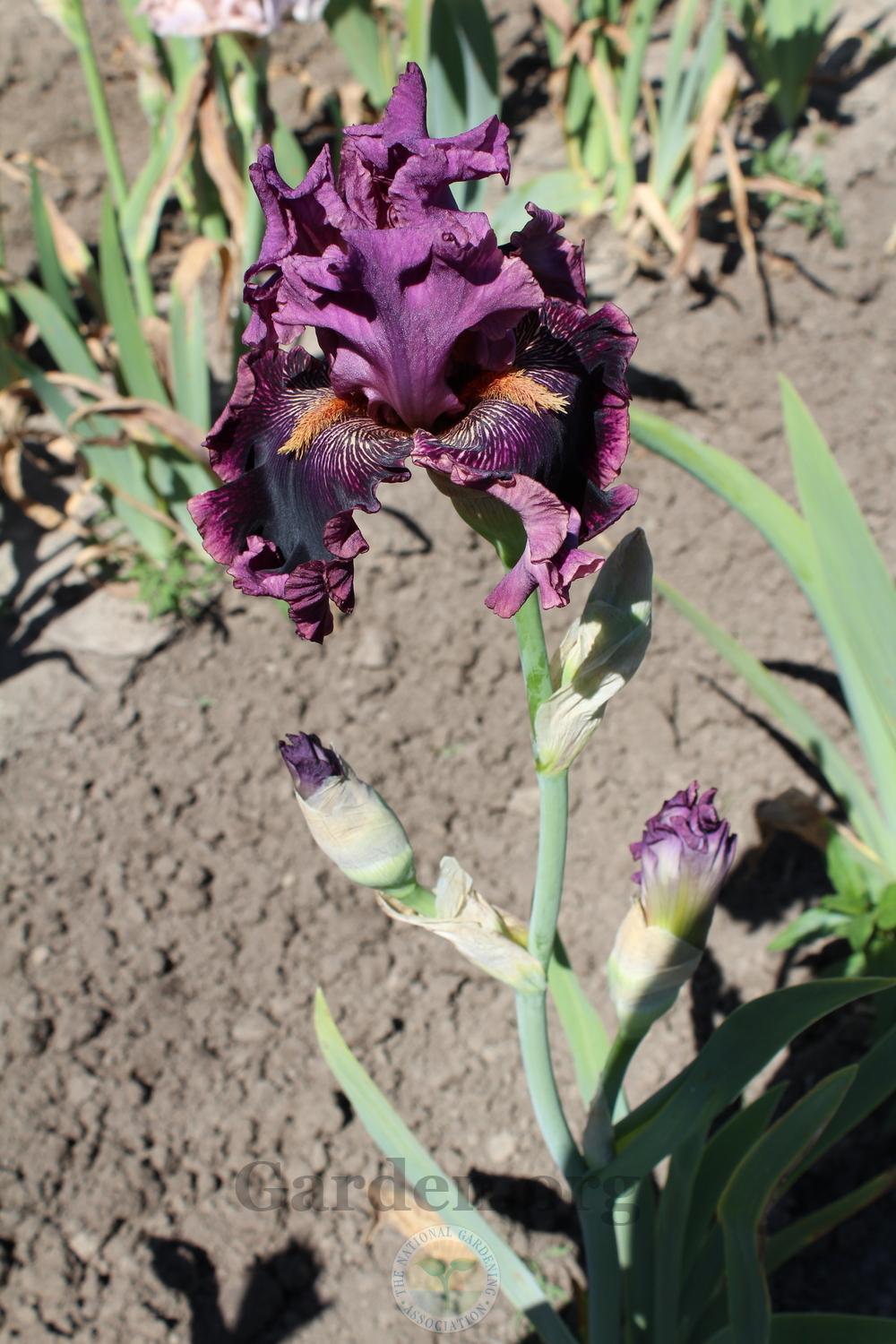 Photo of the bloom of Tall Bearded Iris (Iris 'Cherry Parfait') posted by HighdesertNiki ...