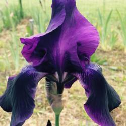 Tall Bearded Iris (Iris 'Sable') in the Irises Database - Garden.org