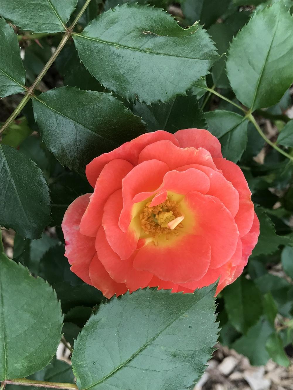 Rose (Rosa 'Coral Cove') in the Roses Database - Garden.org