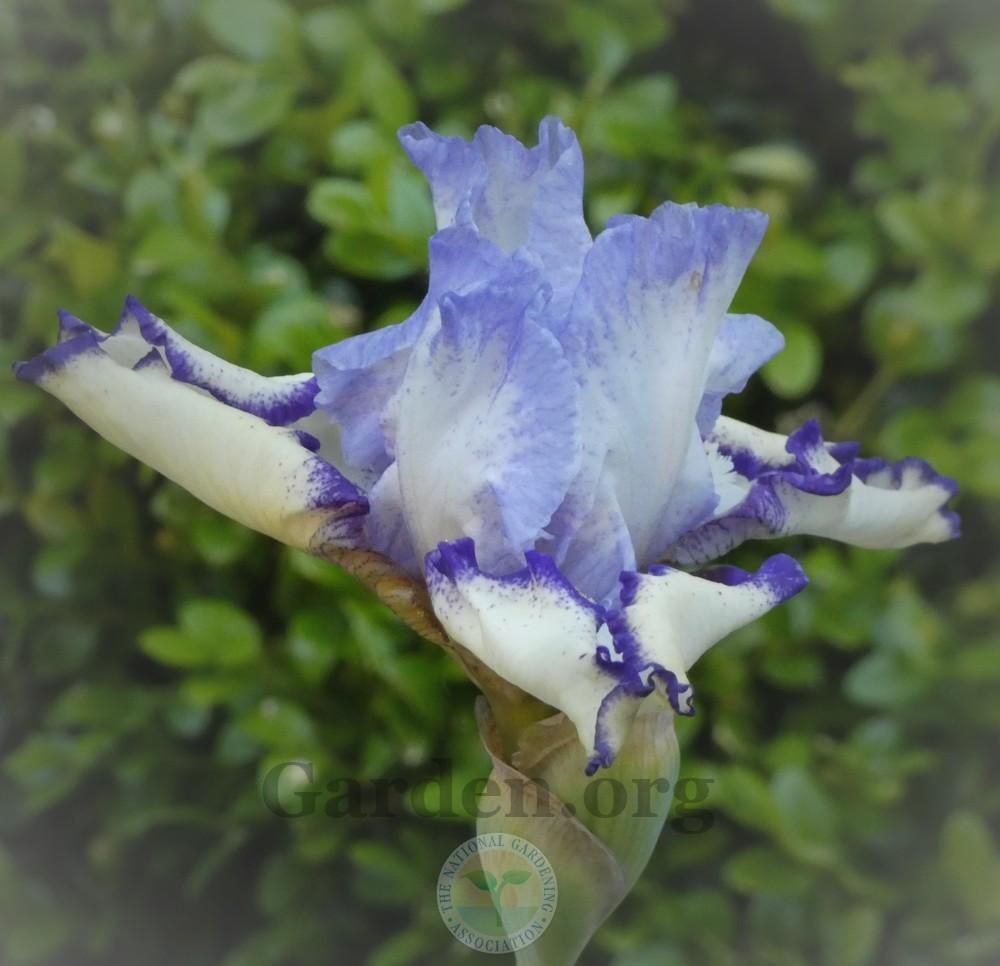 Photo of the emerging growth of Tall Bearded Iris (Iris 'Rings True ...