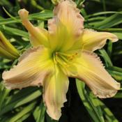 Daylily (Hemerocallis 'Prague Spring') in the Daylilies Database ...