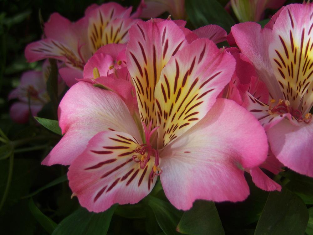 Peruvian Lily (Alstroemeria Inticancha® Machu) in the Peruvian Lilies ...