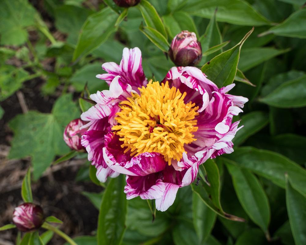 Paeonia 'Raspberry Rumba', 2017 in the Peonies forum - Garden.org
