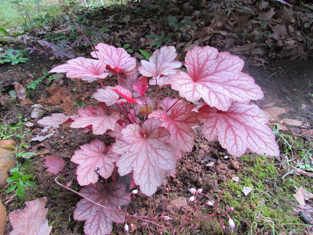 Photo of the entire plant of Coral Bells (Heuchera 'Carnival Watermelon ...