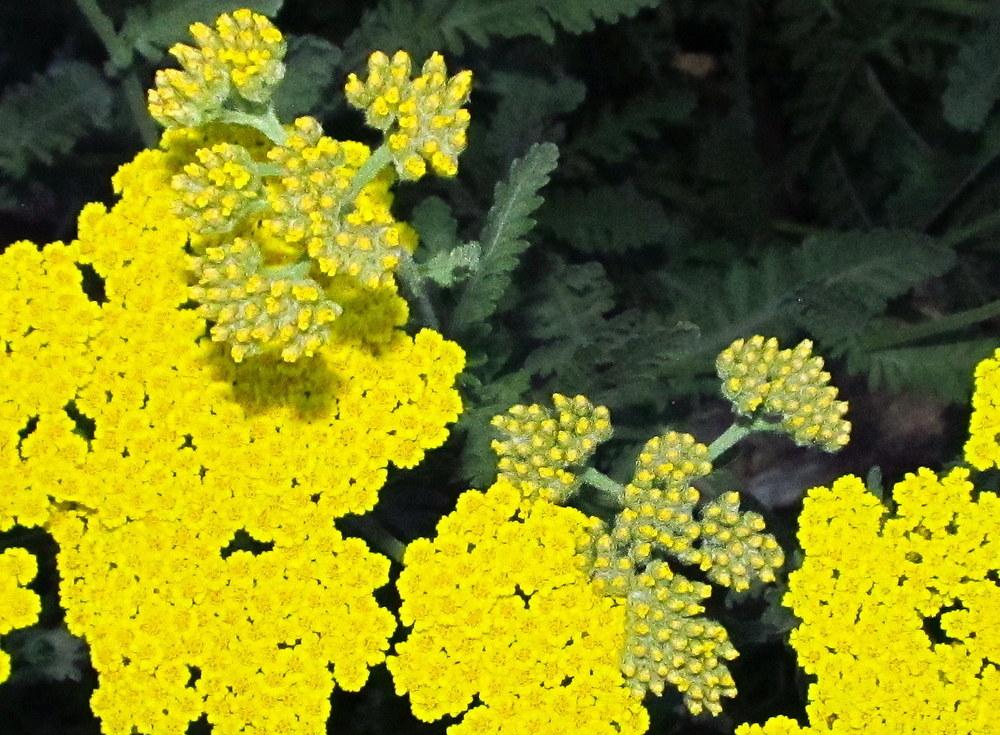 Photo of the closeup of buds, sepals and receptacles of Woolly Yarrow ...