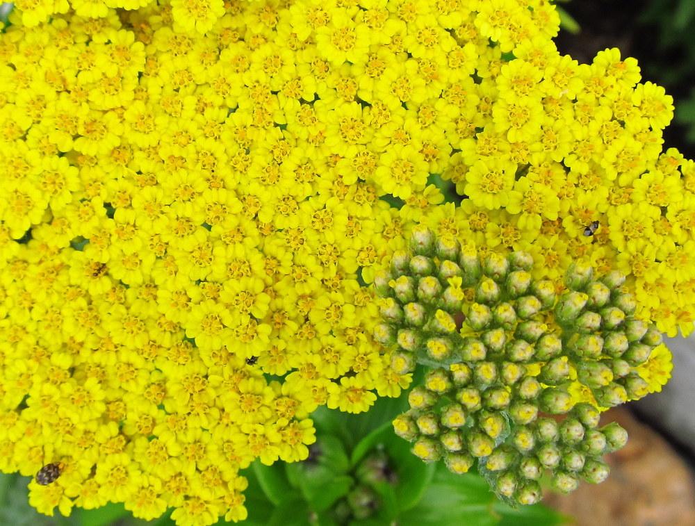 Photo of the stamens, filaments and pistils of Woolly Yarrow (Achillea ...