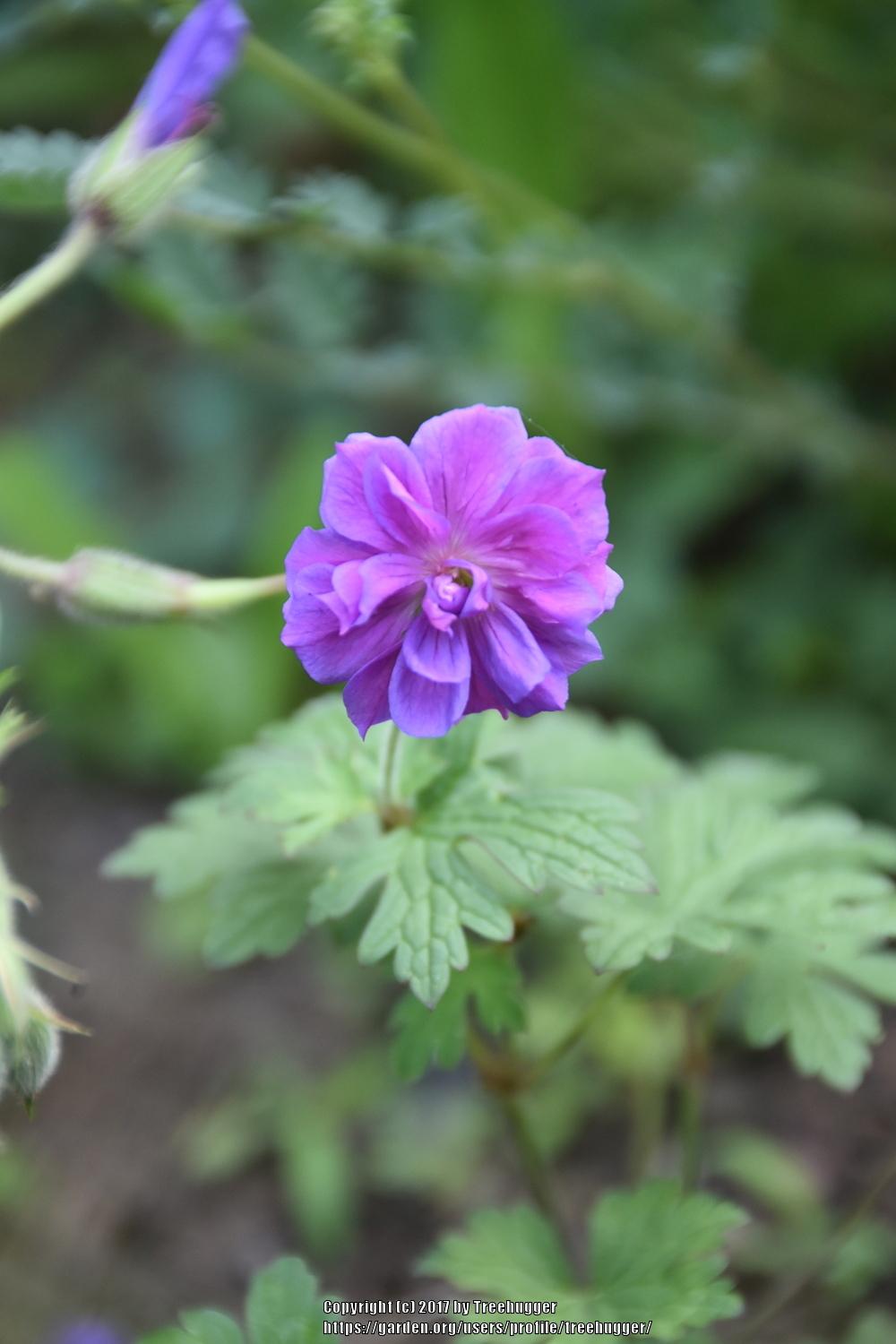 Photo of the bloom of Himalayan Geranium (Geranium himalayense 'Plenum ...