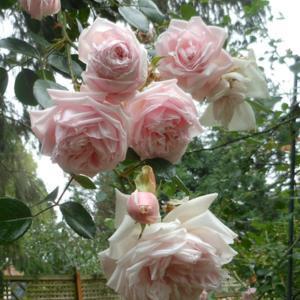 Rose (Rosa 'Awakening') in the Roses Database - Garden.org