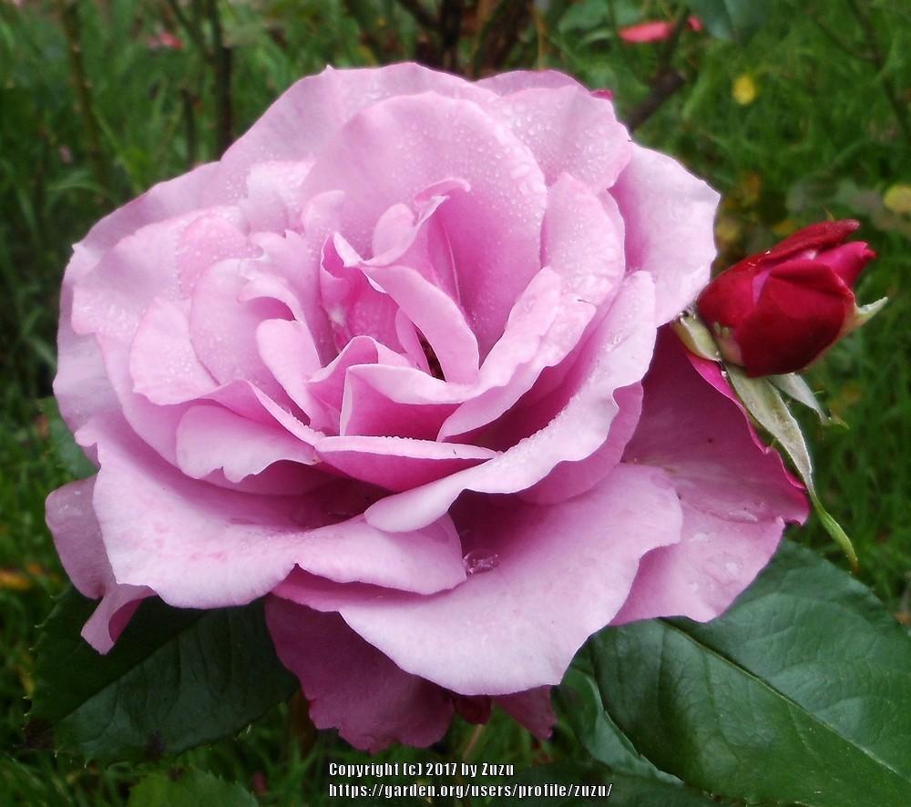 Photo of the bloom of Rose (Rosa 'Barbra Streisand') posted by zuzu ...