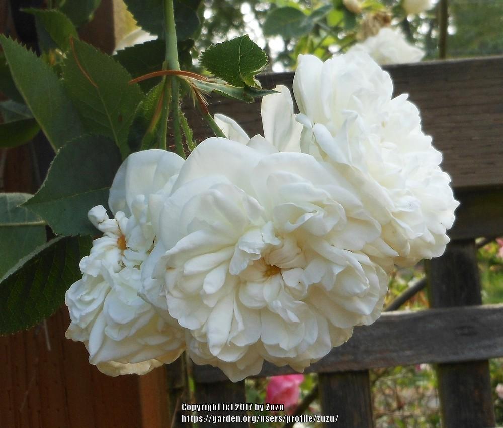 Rose (Rosa 'Blanche de Belgique') in the Roses Database - Garden.org