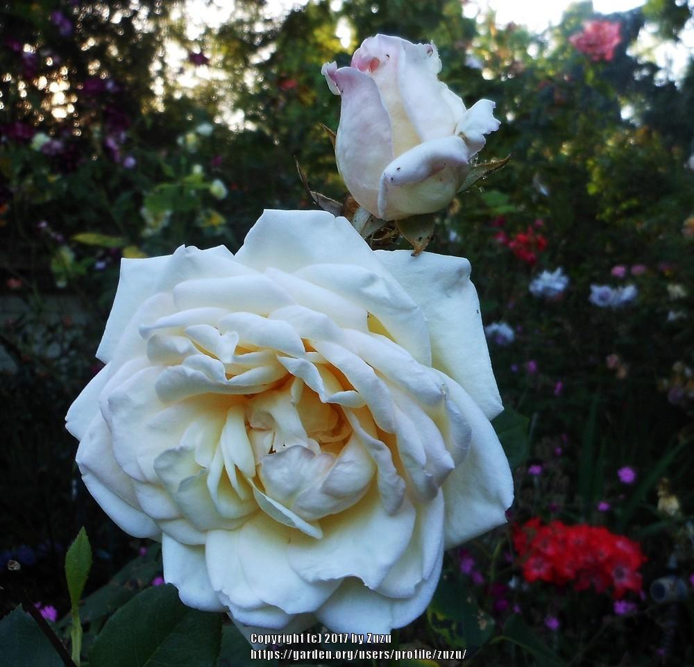 Rose (Rosa 'Comtesse de Cassagne') in the Roses Database - Garden.org