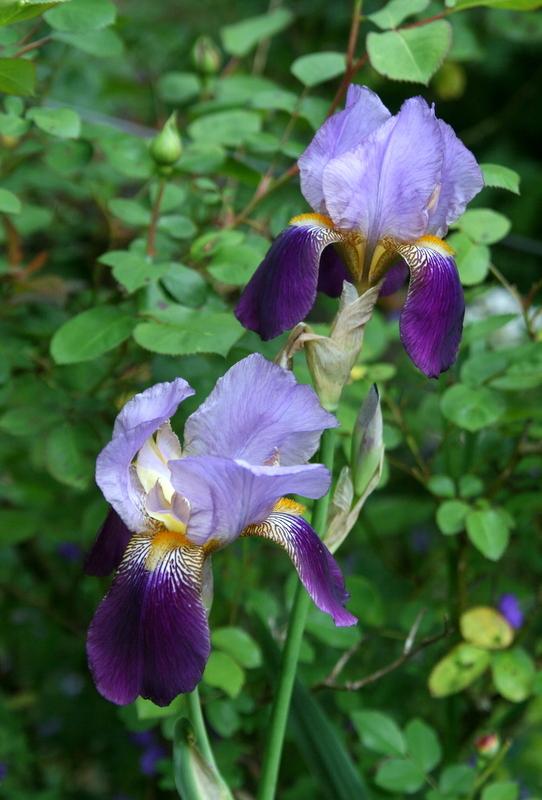 Photo of the bloom of Tall Bearded Iris (Iris 'Alcazar') posted by ...