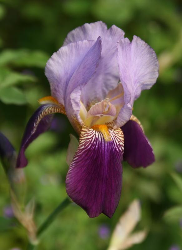 Photo of the bloom of Tall Bearded Iris (Iris 'Alcazar') posted by ...