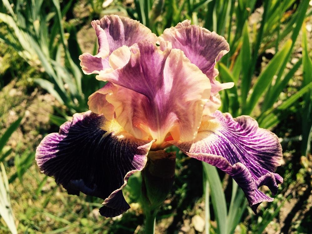 Photo of the bloom of Iris 'Elizabethan Age' posted by Lbsmitty ...