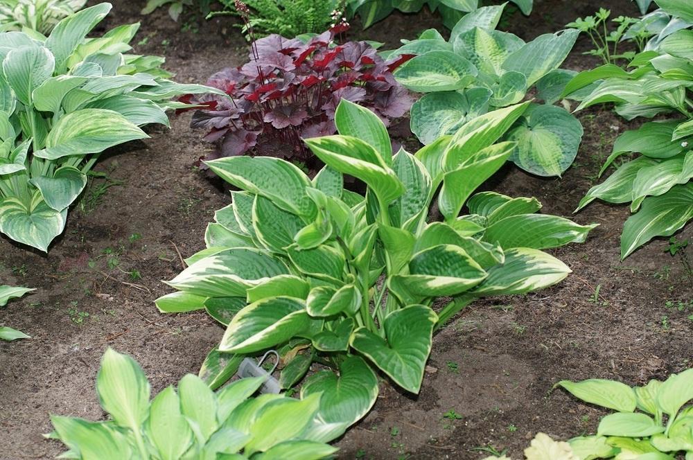 Hosta 'Lakeside Jazzy Jane' in the Hostas Database - Garden.org
