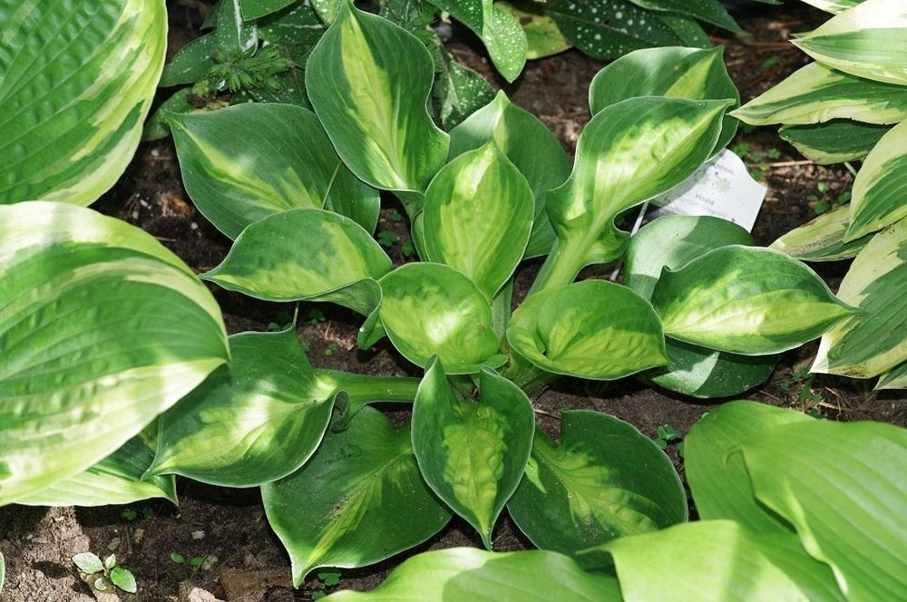 Photo of the entire plant of Hosta 'Sunset Grooves' posted by Rose1656 ...