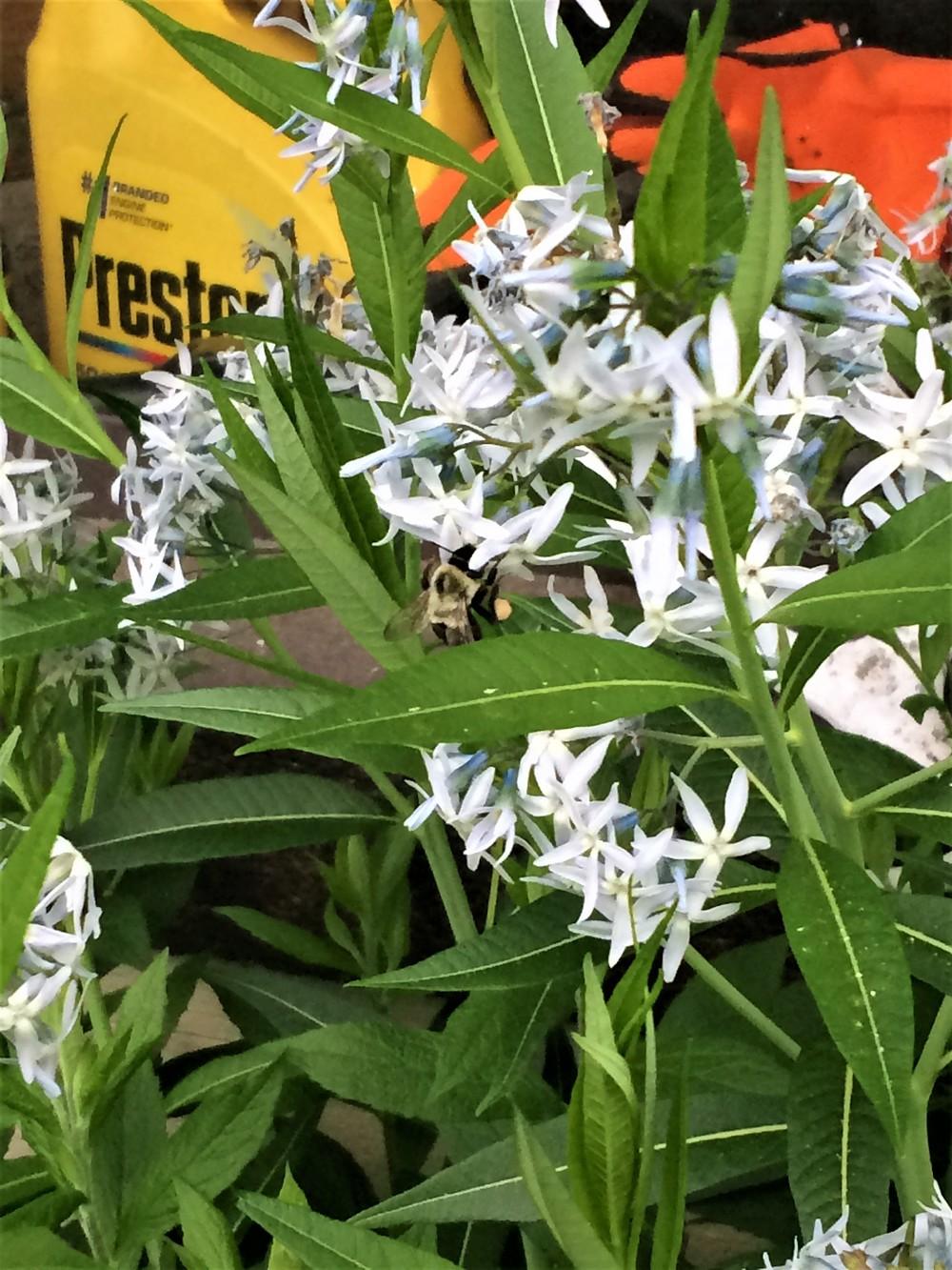 Photo of the closeup of buds, sepals and receptacles of Willow Amsonia ...