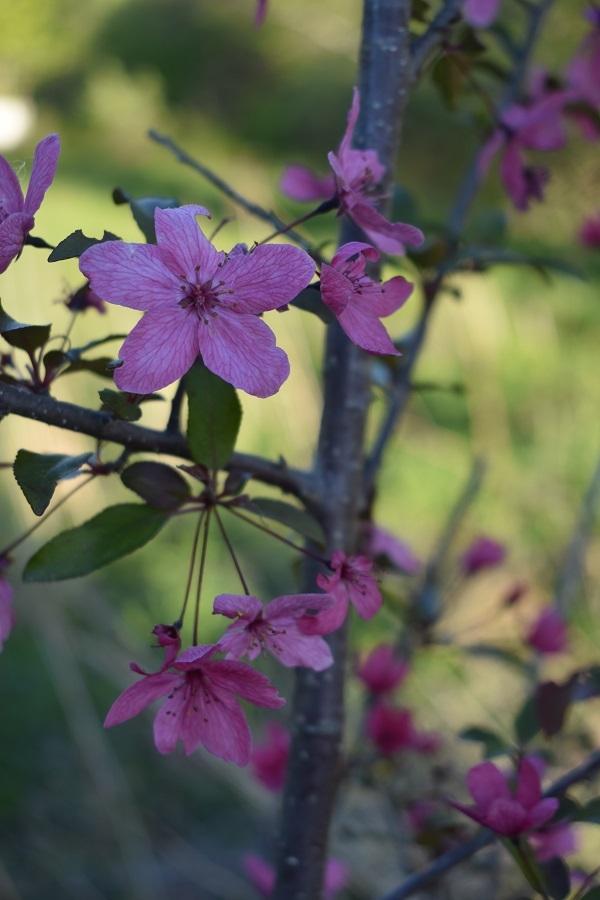 Flowering Crabapple (Malus 'Robinson') in the Apples Database - Garden.org