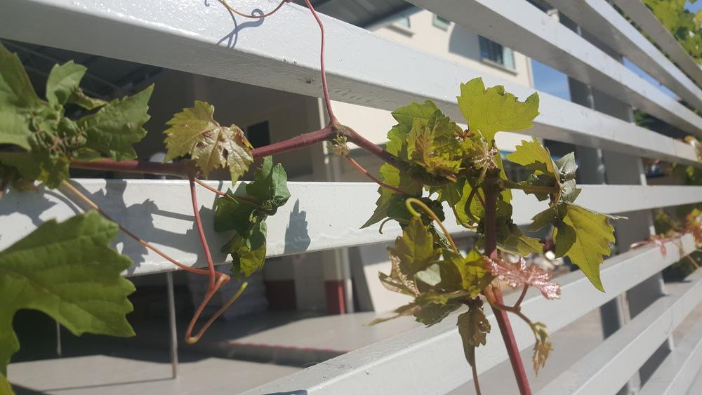 Grapevine shoots deformed and young leaves crumpled. in the Pests and ...