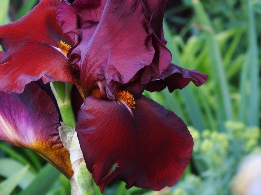 Tall Bearded Iris (Iris 'Man from Rio') in the Irises Database - Garden.org