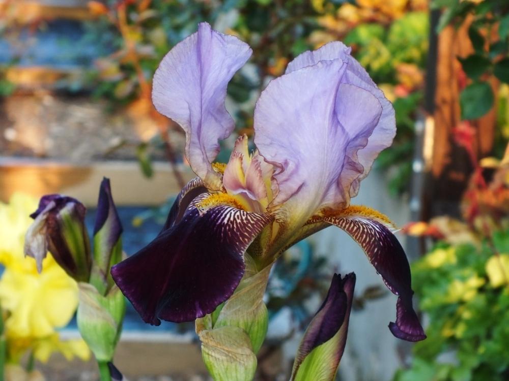 Tall Bearded Iris (Iris 'Bruno') in the Irises Database - Garden.org