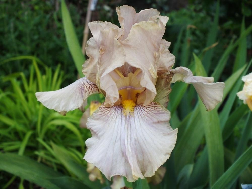 Tall Bearded Iris (Iris 'Gandalf the Grey') in the Irises Database ...