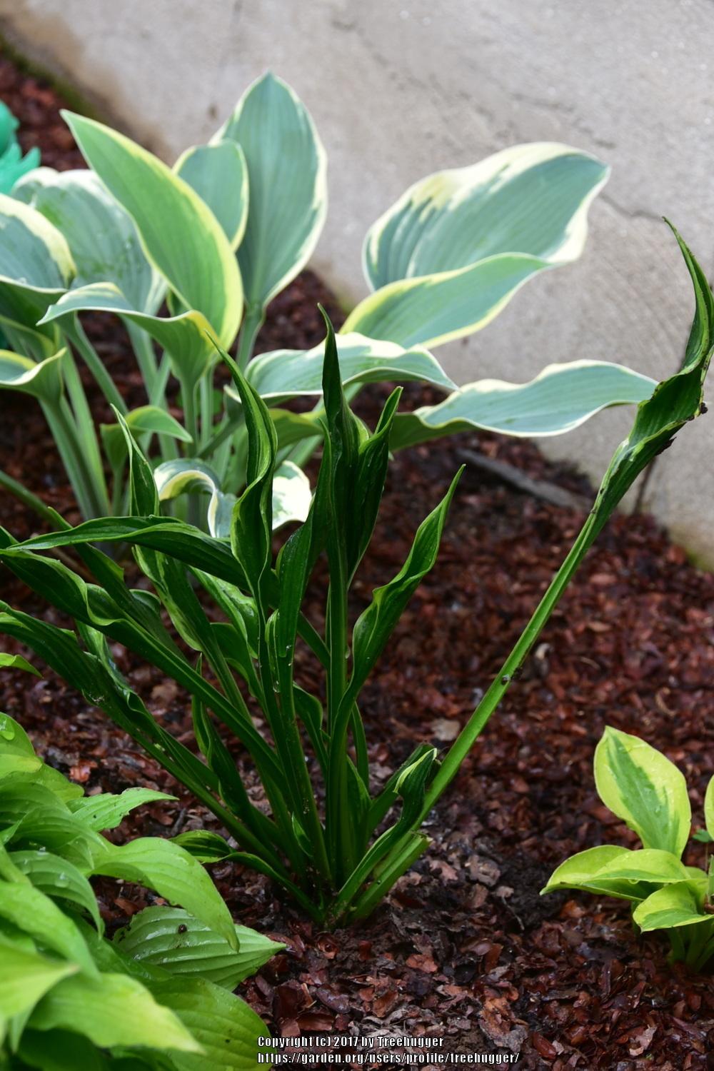 Hosta 'Hands Up' in the Hostas Database - Garden.org