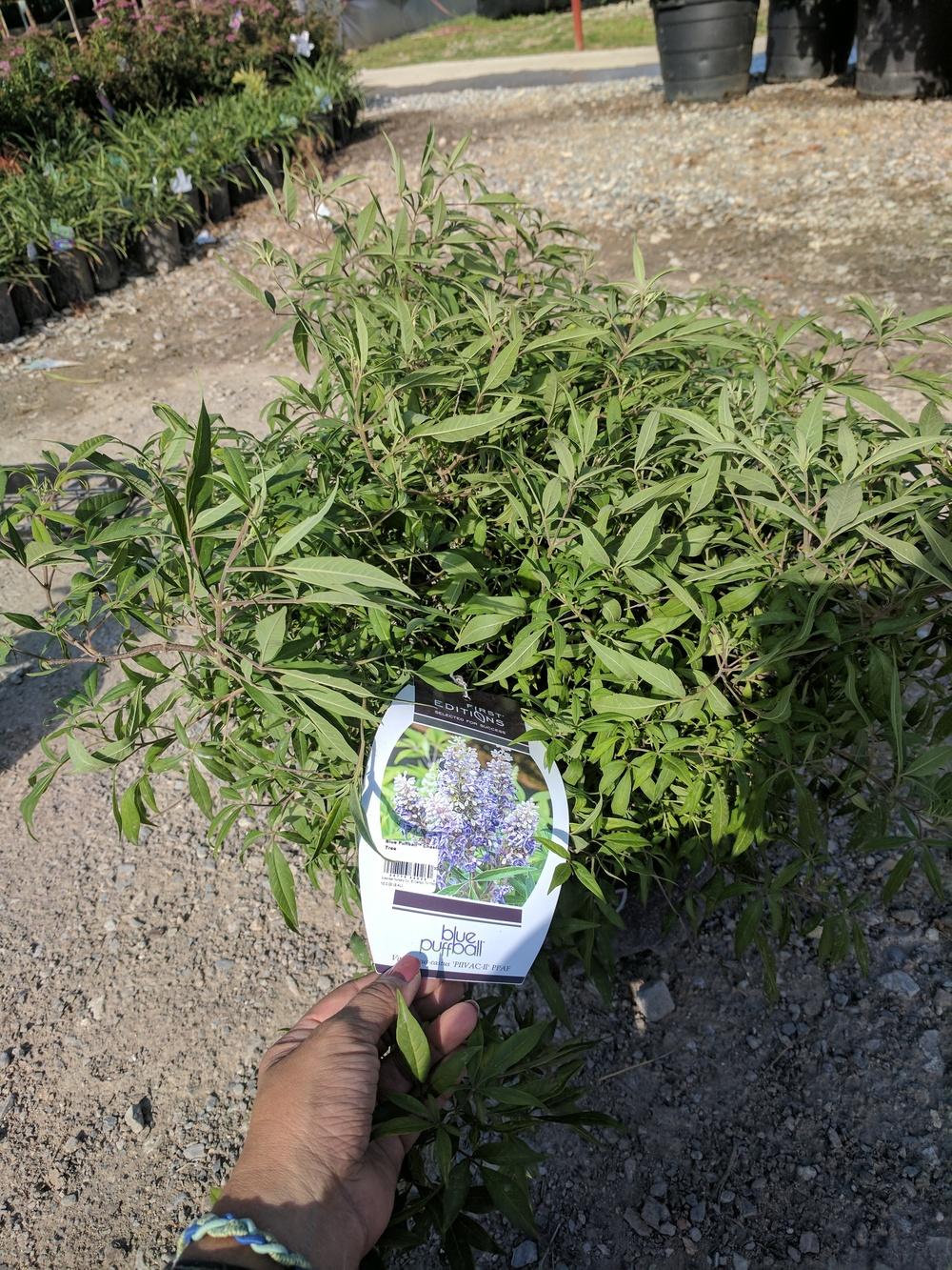 Chastetree (Vitex agnus-castus First Editions® Blue Puffball™) - Garden.org