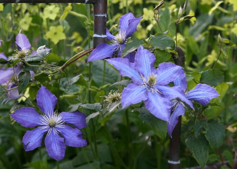 Photo of the bloom of Clematis 'Rhapsody' posted by Calif_Sue - Garden.org