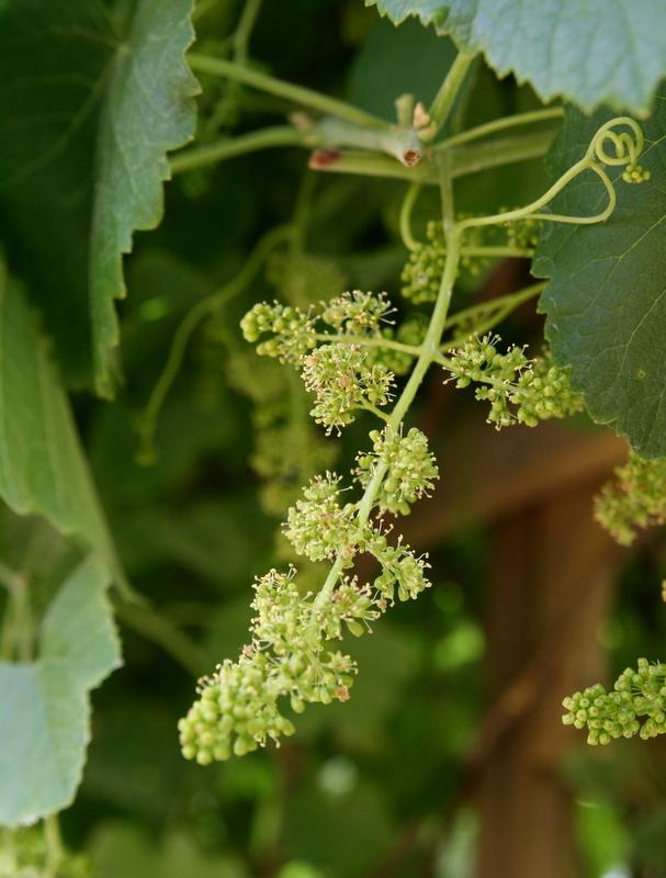 Photo of the bloom of California Grape (Vitis californica 'Roger's Red ...