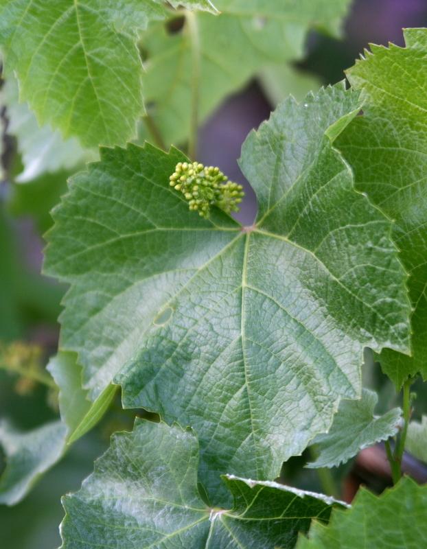 Table Grape (Vitis vinifera 'Ruby Seedless') in the Grapes Database ...
