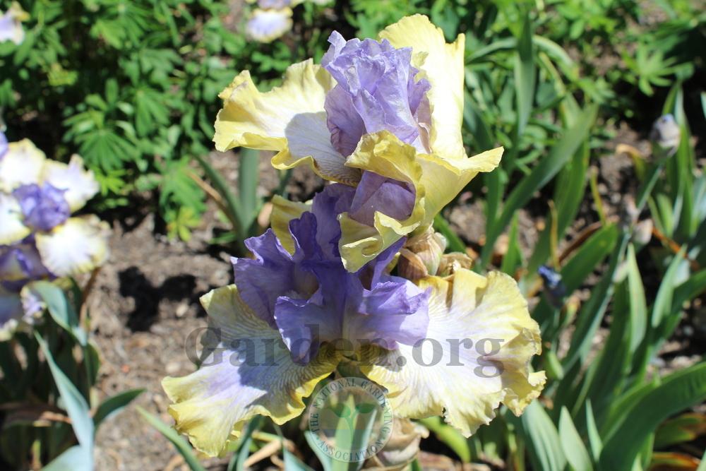 Photo of the bloom of Tall Bearded Iris (Iris 'Dancing on Air') posted ...