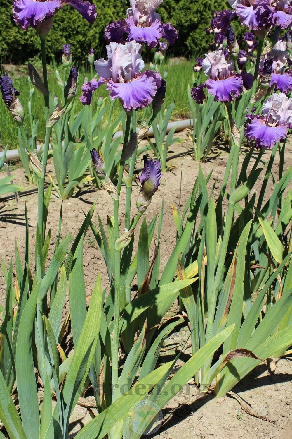 Photo of the entire plant of Tall Bearded Iris (Iris 'Dance a Dance ...