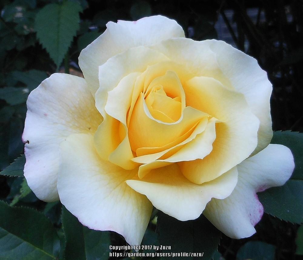 Photo of the bloom of Rose (Rosa 'Sunny Sky') posted by zuzu - Garden.org