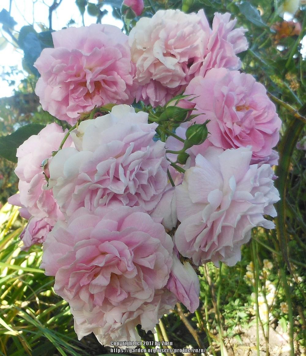 Rose (Rosa 'Lavender Lassie') in the Roses Database - Garden.org