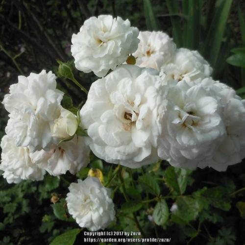 Hybrid Musk Rose (Rosa 'Prosperity') in the Roses Database - Garden.org
