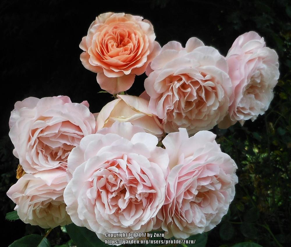 Photo of the bloom of Rose (Rosa 'The Endeavour') posted by zuzu ...