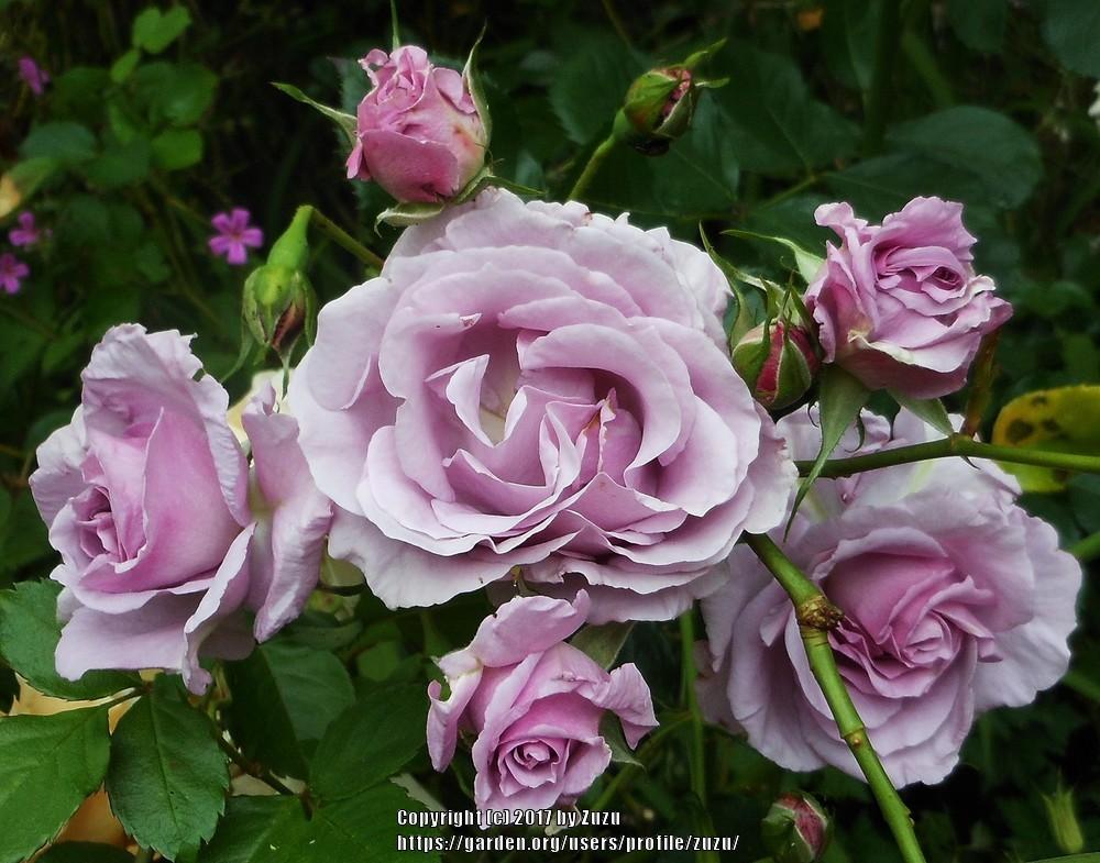 Rose (Rosa 'Fragrant Lavender Simplicity') in the Roses Database ...