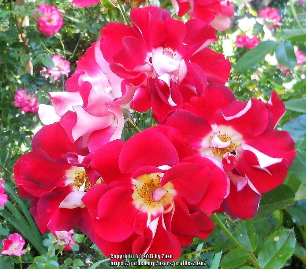 Rose (Rosa 'Topsy Turvy') in the Roses Database - Garden.org