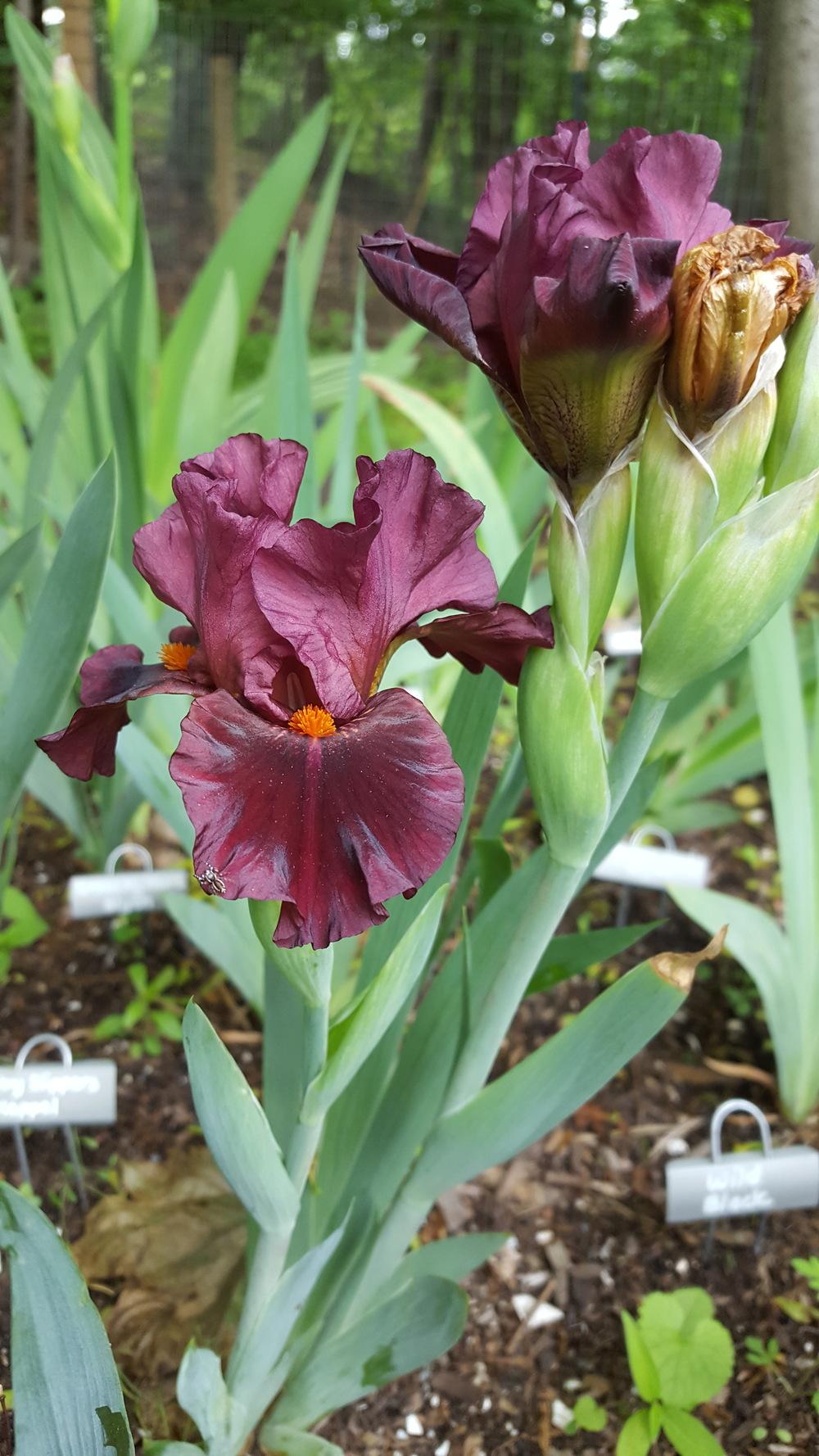 Intermediate Bearded Iris (Iris 'Ruby Slippers') in the Irises Database ...