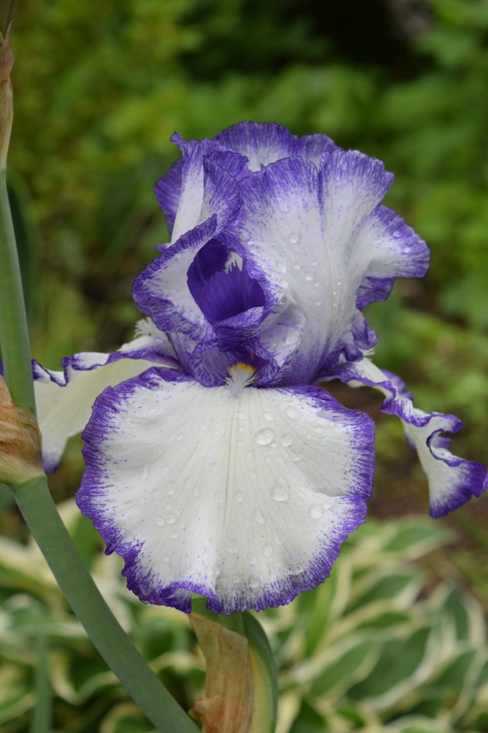 Tall Bearded Iris (Iris 'Presby's Crown Jewel') in the Irises Database ...